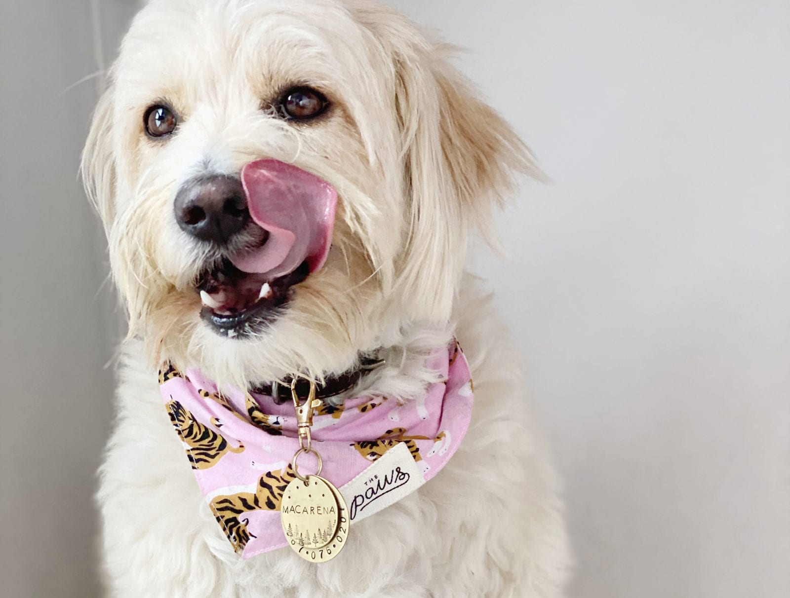 The 5 senses on dogs | missmaca.com